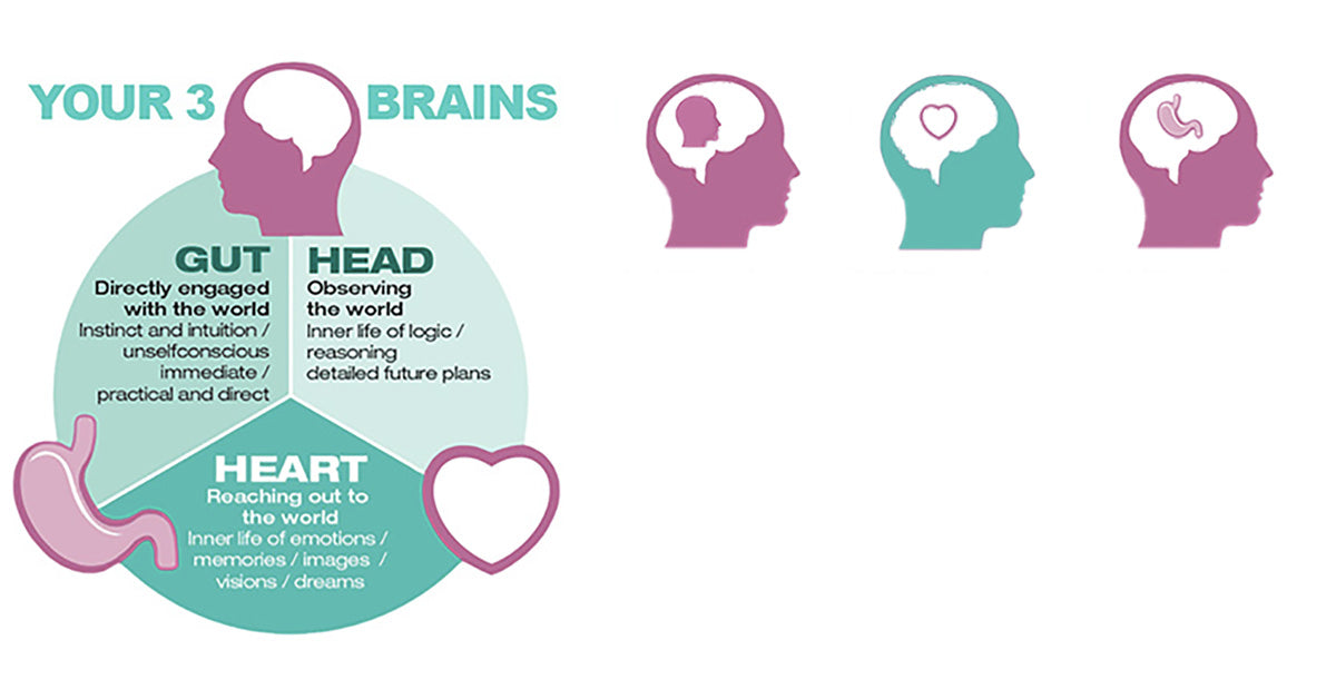 You Have 3 Brains! Gut-Heart-Brain – Evergreen Nutrition