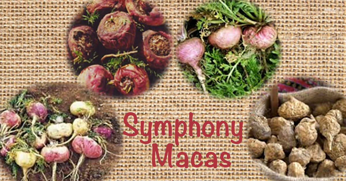 Symphony Maca: 8 Reasons to Love It – Evergreen Nutrition